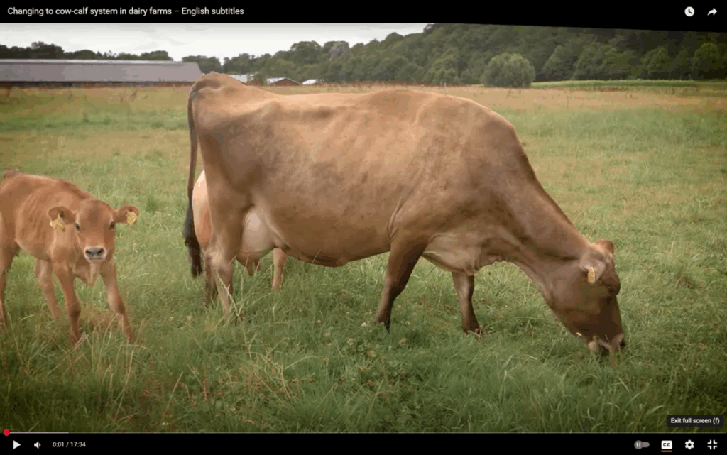 Exploring Cow-Calf Contact Systems in Organic Dairy Farming ...